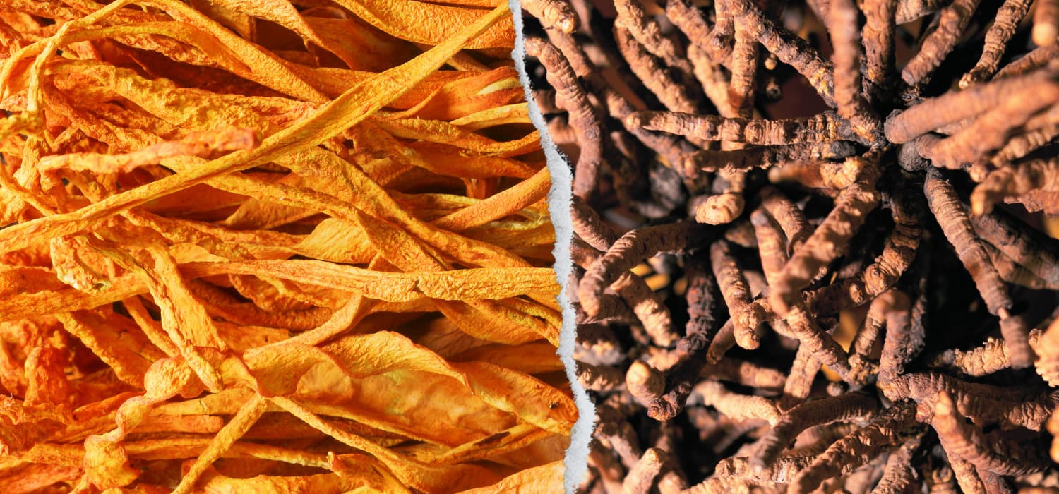 Cordyceps sinensis vs Cordyceps militaris - Unruled Foods